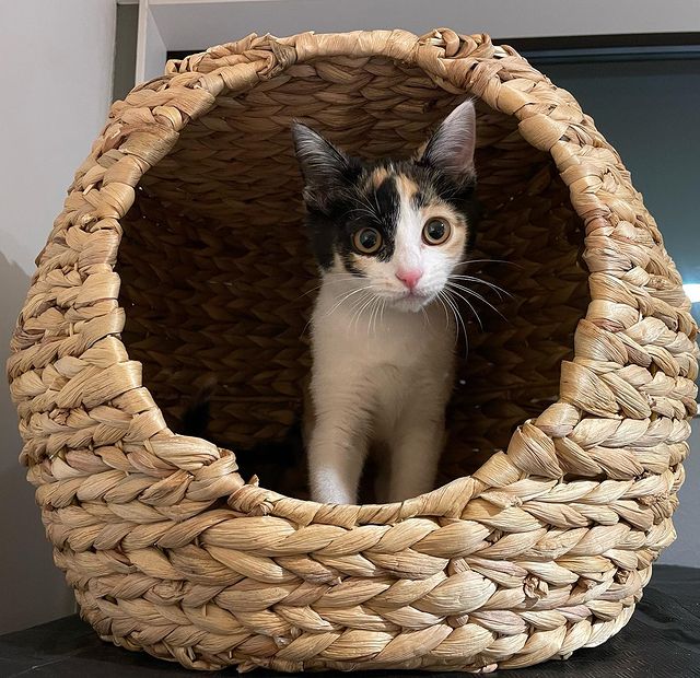 teto___the_catさんのみんなのインテリアコーディネート (17944656569576134) | ニトリネット【公式】 家具 ...